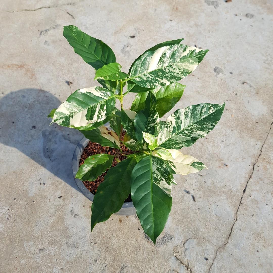 Variegated coffee plant, Furniture & Home Living, Gardening, Plants & Seeds on Carousell