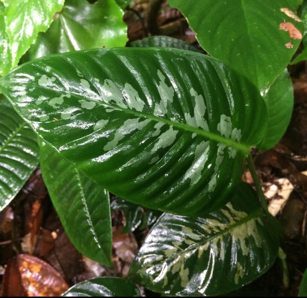 Piptospatha sp Jungle Plant of Borneo (TP Jan), Furniture & Home Living ...