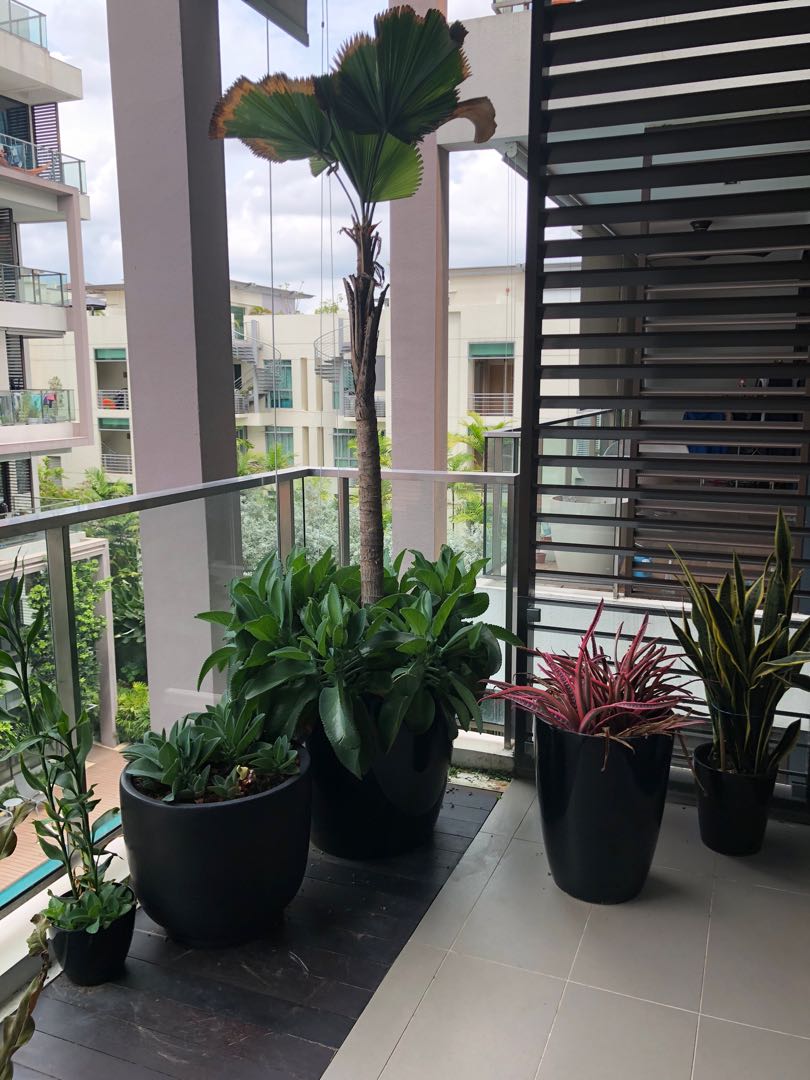 Plants with 9 pots, Furniture & Home Living, Gardening, Plants & Seeds ...