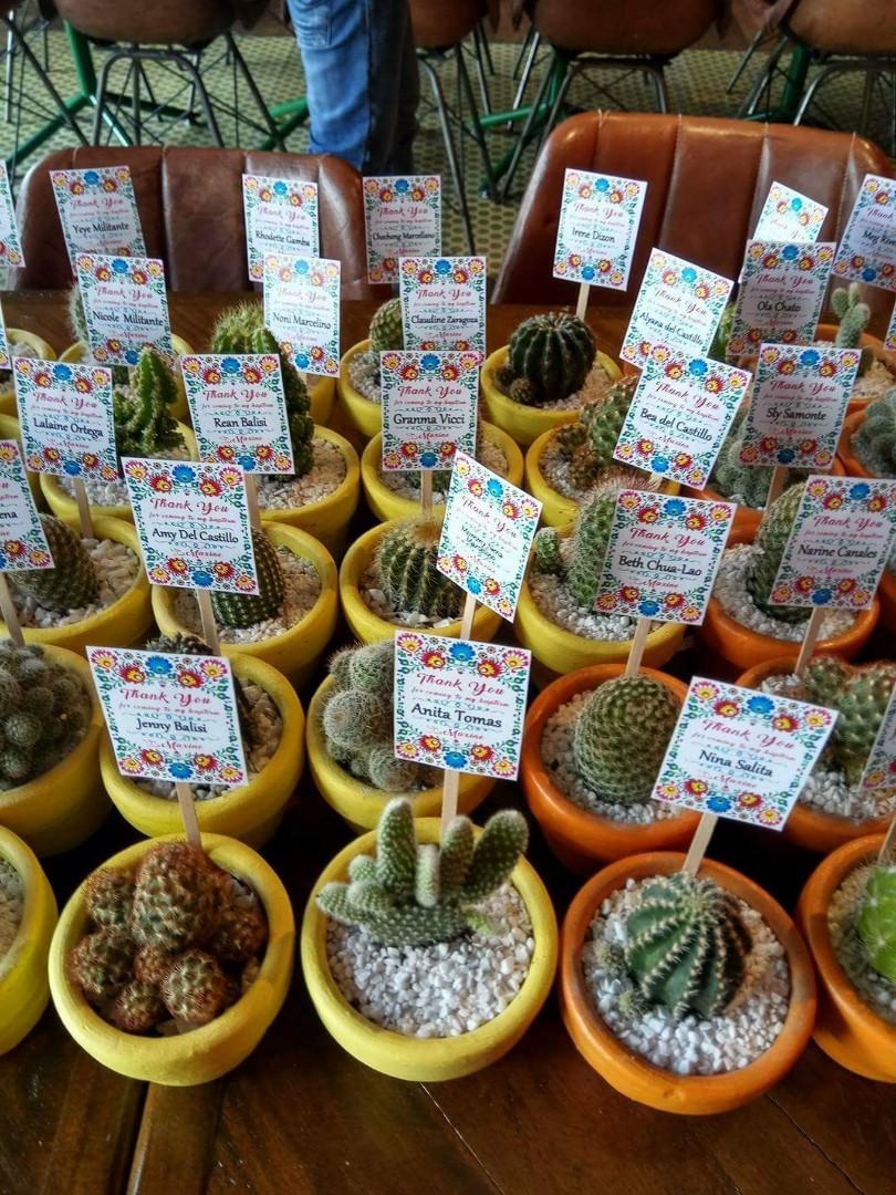 Plants mini plants cactus succulents for giveaways, Furniture & Home ...