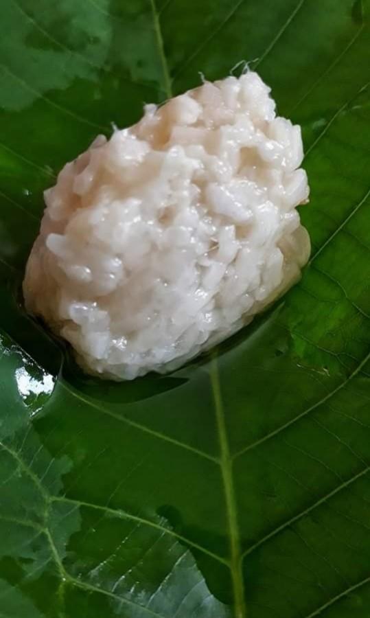 TAPAI PULUT DAUN GETAH [RUBBER LEAF-WRAPPED FERMENTED SWEET STICKY RICE ...