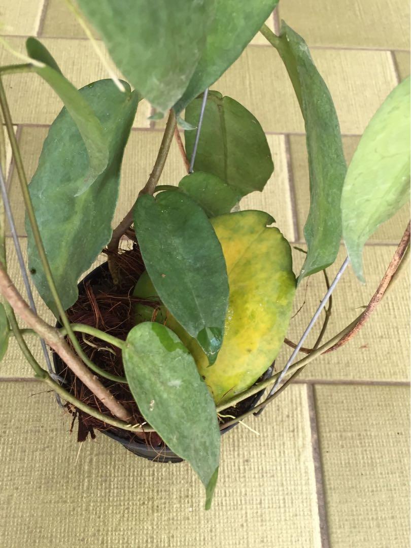Hoya macgillivrayi, Furniture & Home Living, Home Decor, Artificial ...