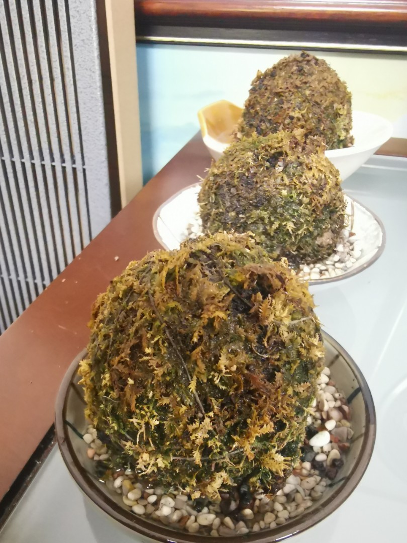 Kokedama Bonsai Soil Ball & Plate, Everything Else on Carousell