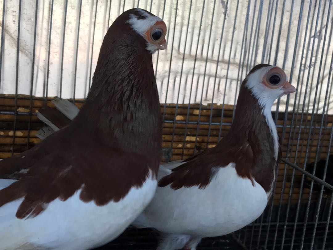 Budapest pigeon, Everything Else, Others on Carousell