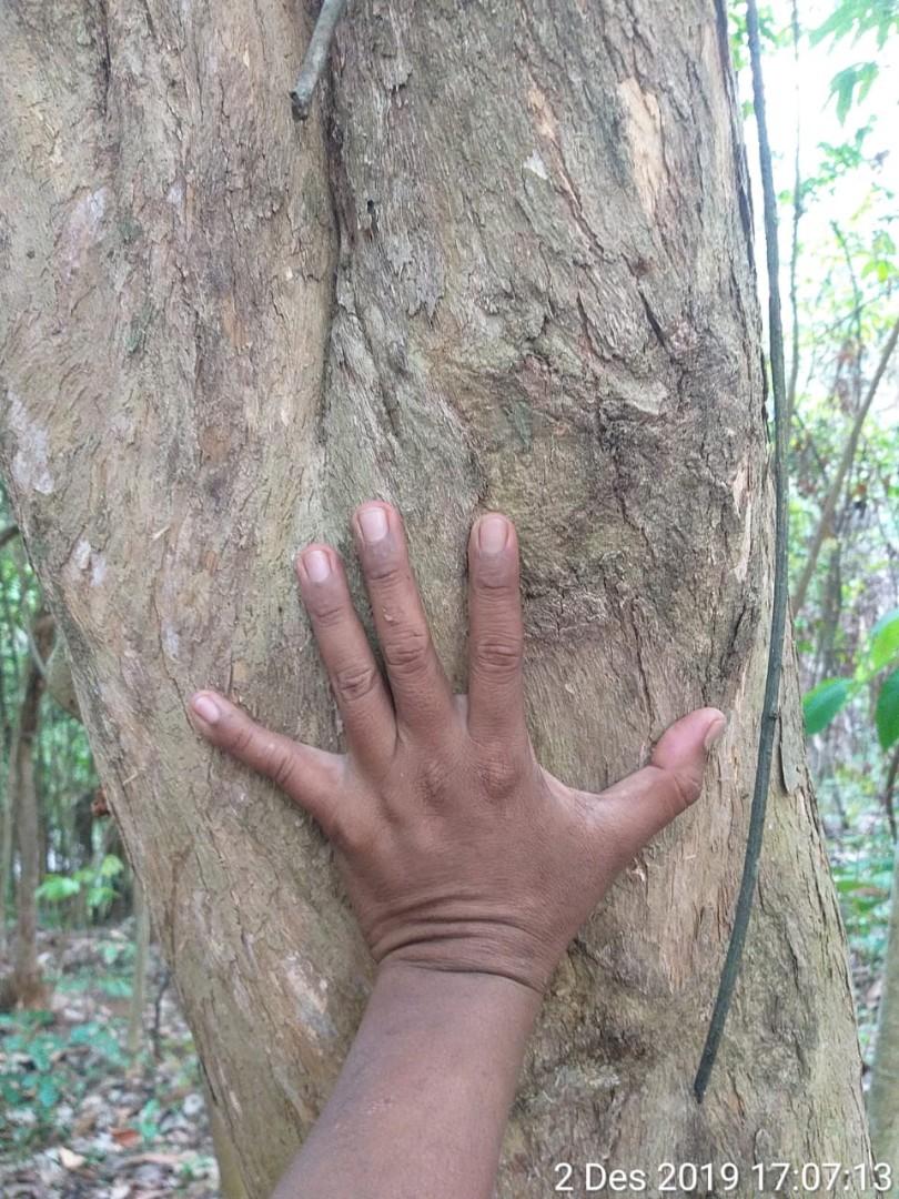 Kayu Pohon Laban utk pembuatan kapal, Perkebunan di Carousell