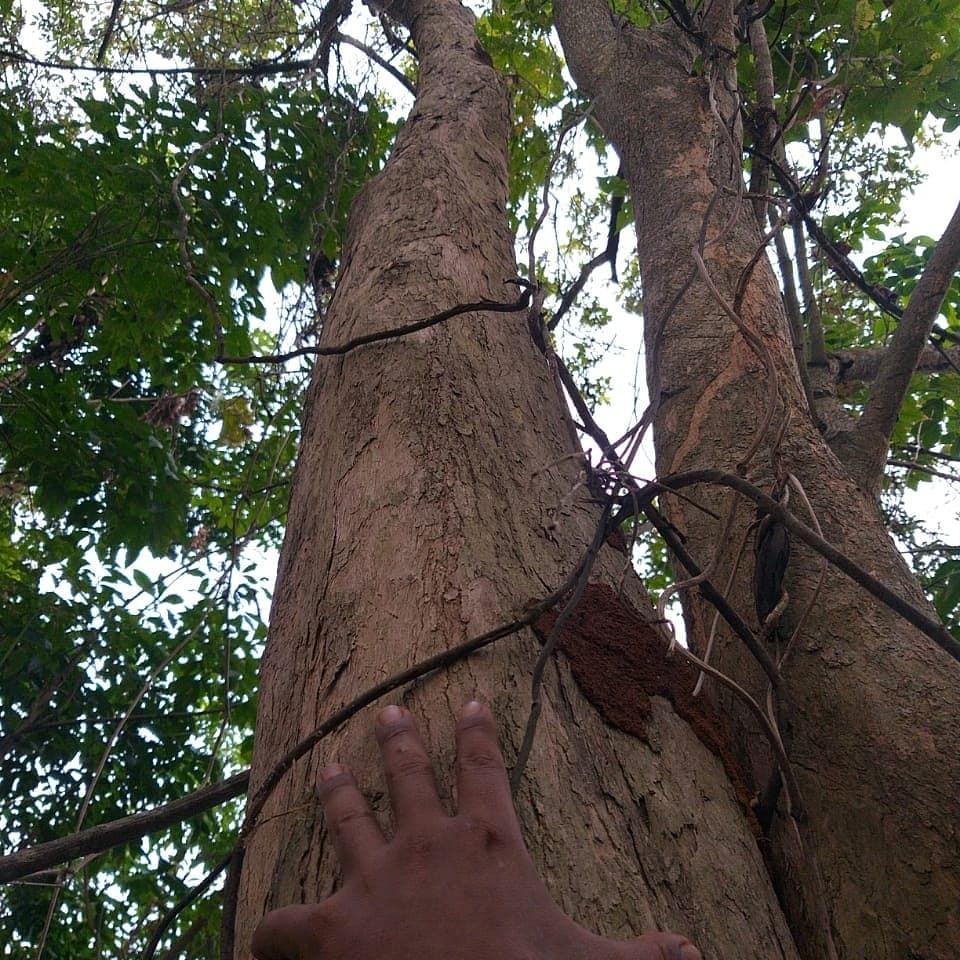 Kayu Pohon Laban utk pembuatan kapal, Perkebunan di Carousell