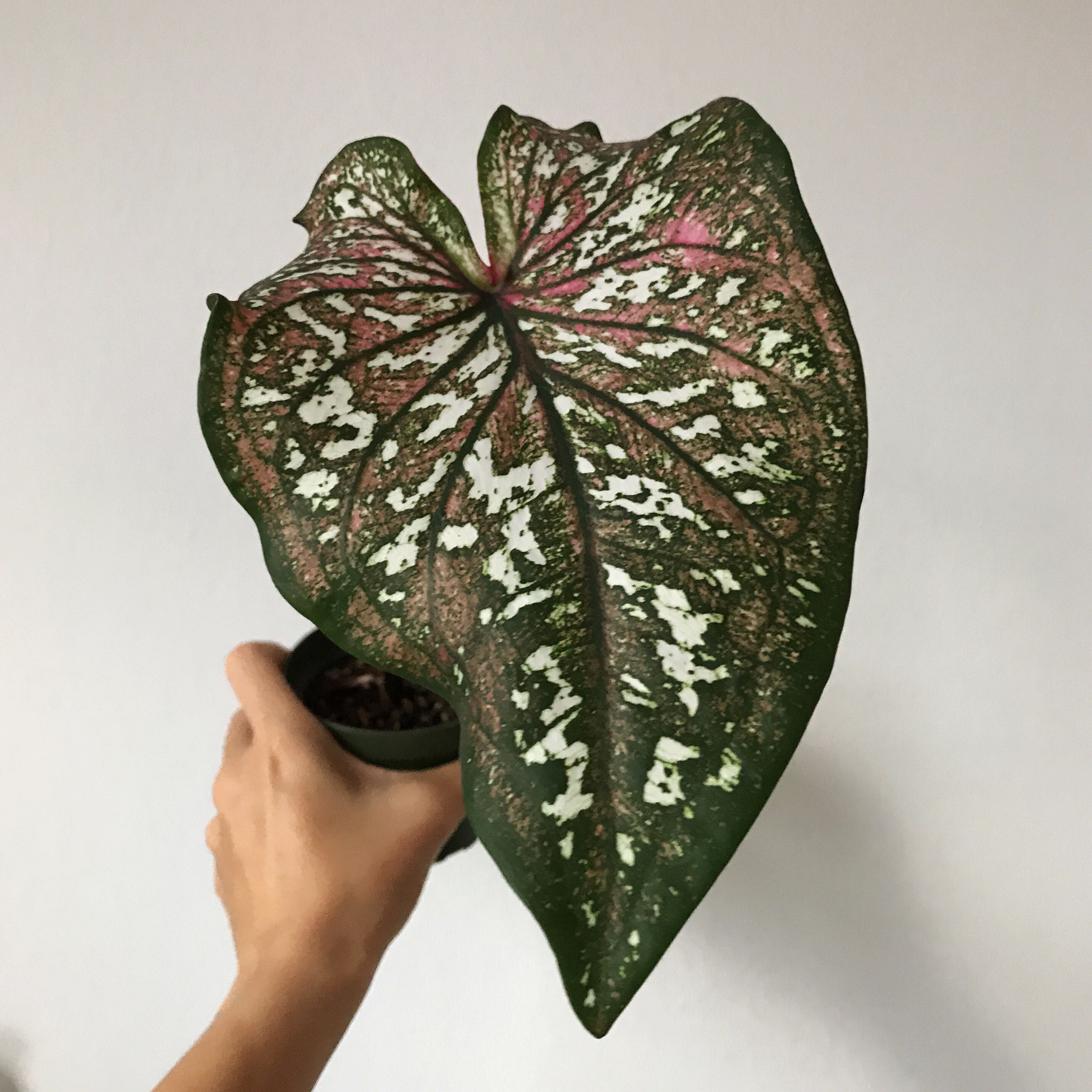 Rare Beautiful Thai Caladium, Furniture & Home Living, Gardening ...