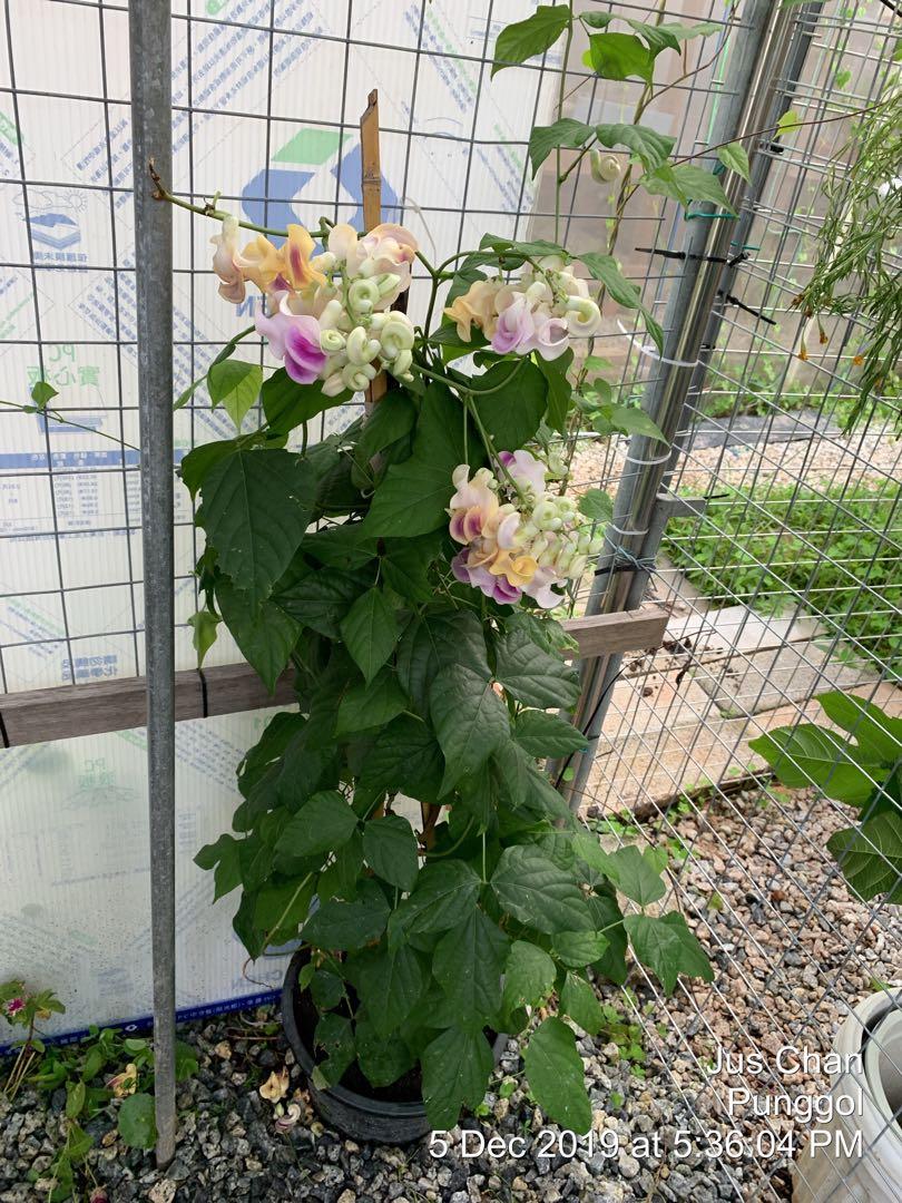 Rare Seed ： (Seedling only）Vigna caracalla, Corkscrew Flower, Caracalla ...