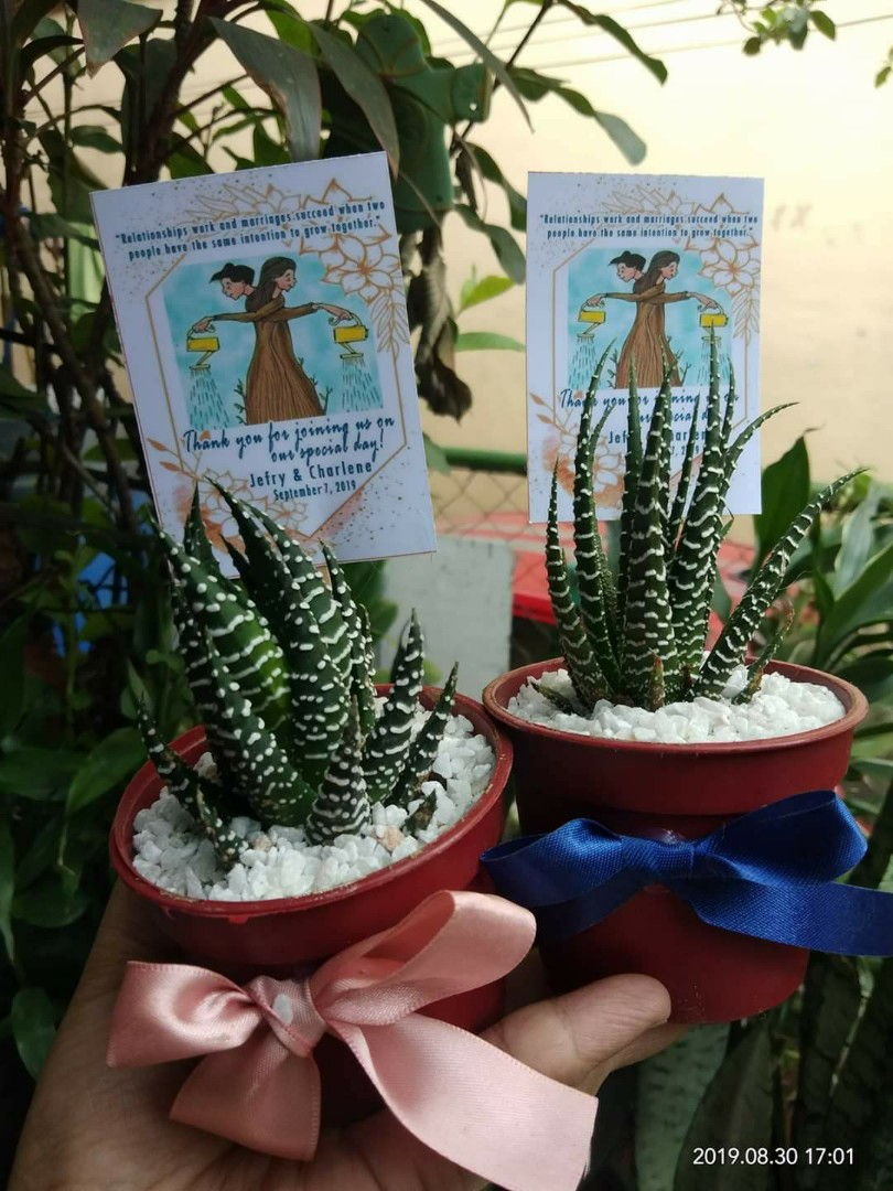 Succulents, Plants wedding birthday baptismal token, Furniture & Home ...