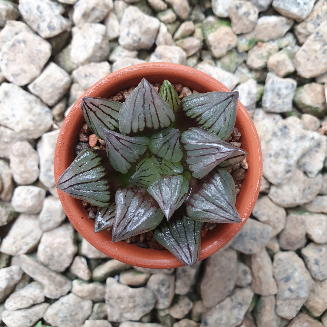 Haworthia Atrofusca Mutant 'Watermelon' TC Succulent, Furniture & Home ...
