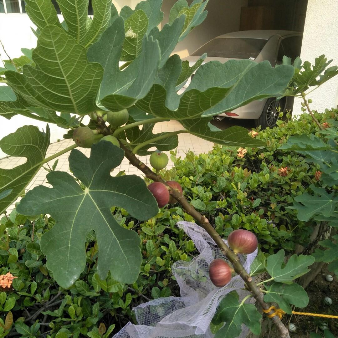 Fig plant, Brown Turkey, marcotted, potted, popular, Gardening, Plants ...