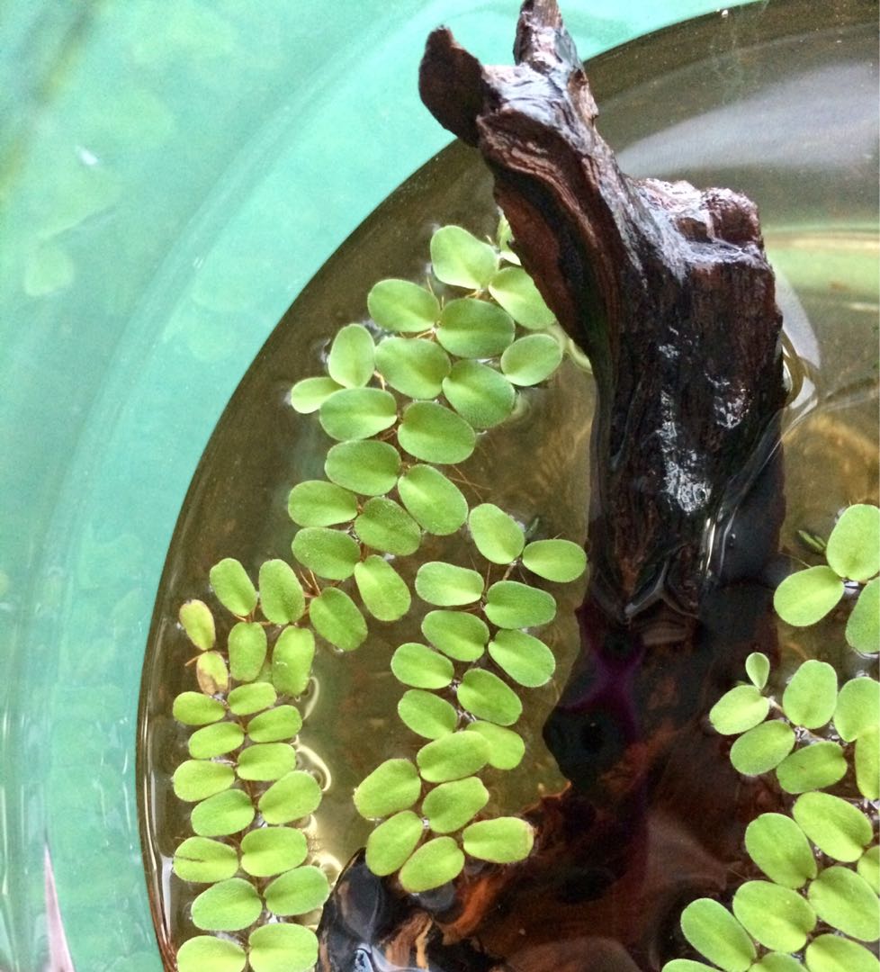 Frogbit aquatic plant, Furniture & Home Living, Gardening, Plants ...