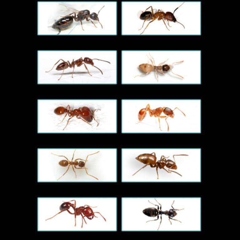 Bayer Maxforce Ant Bait Ant Killer, Everything Else on Carousell