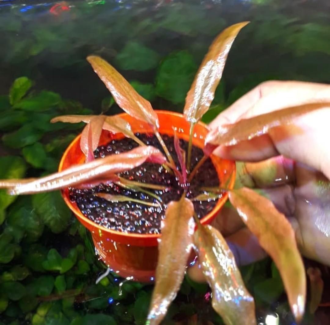 Cryptocoryne petchii pink, Furniture & Home Living, Gardening, Plants ...