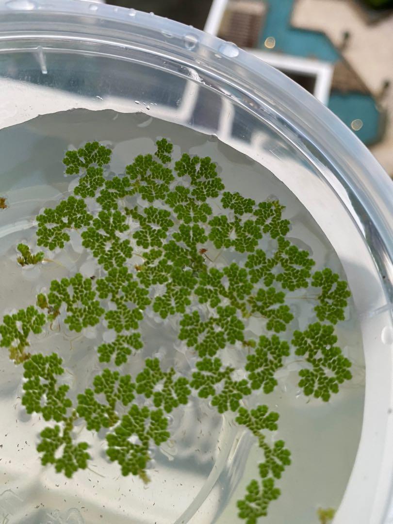 $2 Azolla Fern aquatics plant for guppy fish , Furniture & Home Living ...
