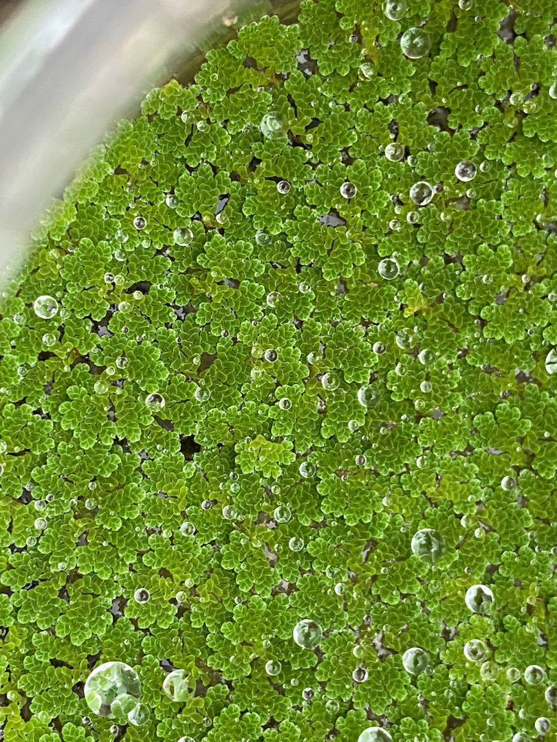 $2 Azolla Fern aquatics plant for guppy fish , Furniture & Home Living ...