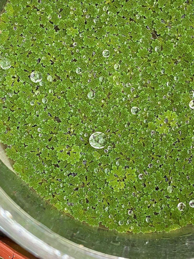 $2 Azolla Fern aquatics plant for guppy fish , Furniture & Home Living ...