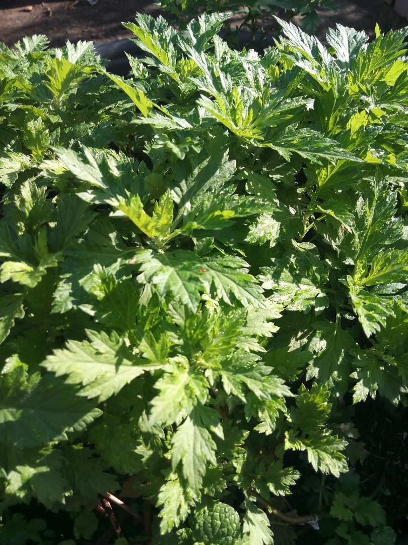 Damong Maria / Hilbas / Mugworts, Furniture & Home Living, Gardening ...