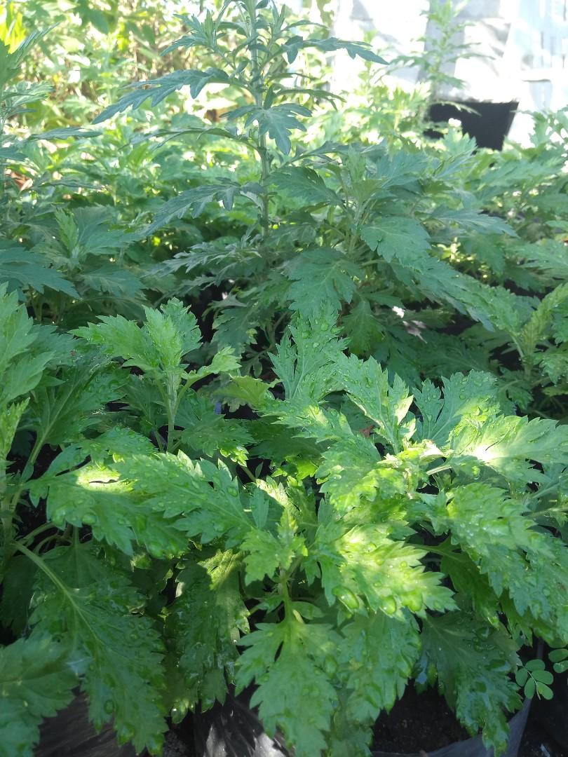 Damong Maria / Hilbas / Mugworts, Furniture & Home Living, Gardening ...