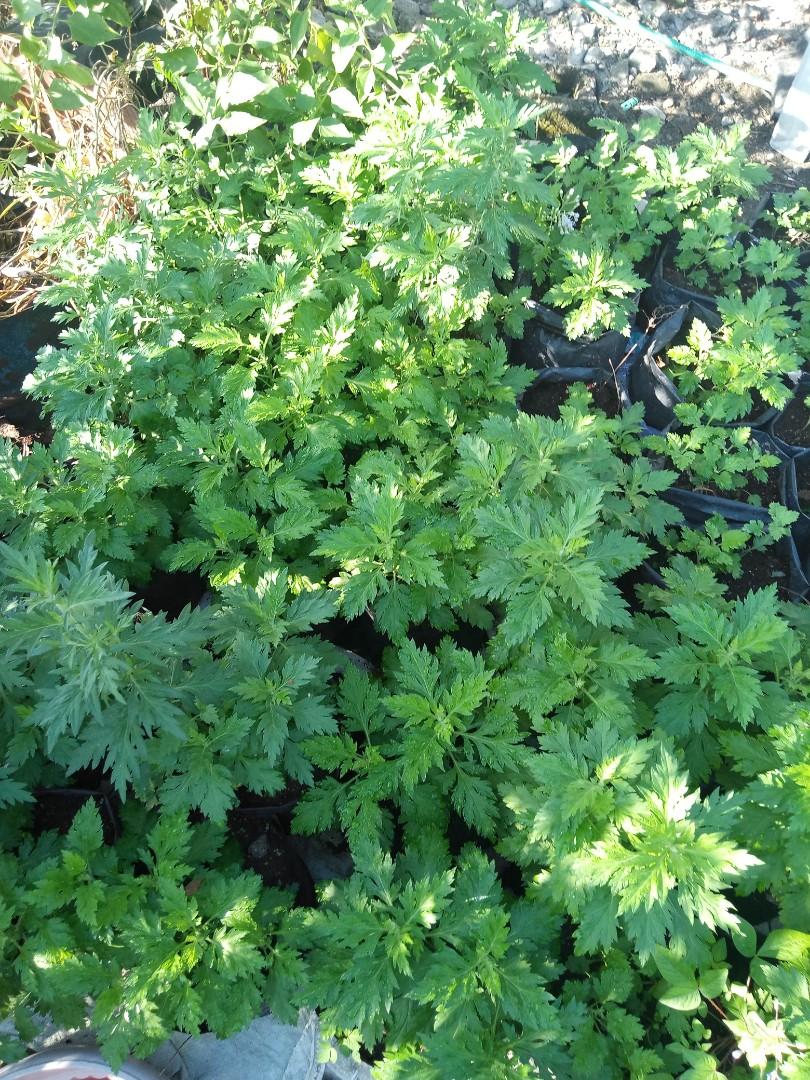 Damong Maria / Hilbas / Mugworts, Furniture & Home Living, Gardening ...