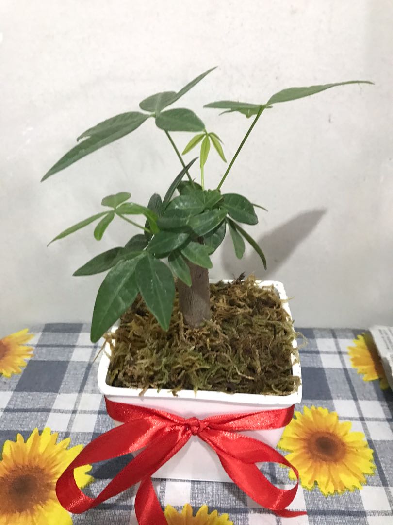 Dwarf money tree, Furniture & Home Living, Gardening, Plants & Seeds on ...