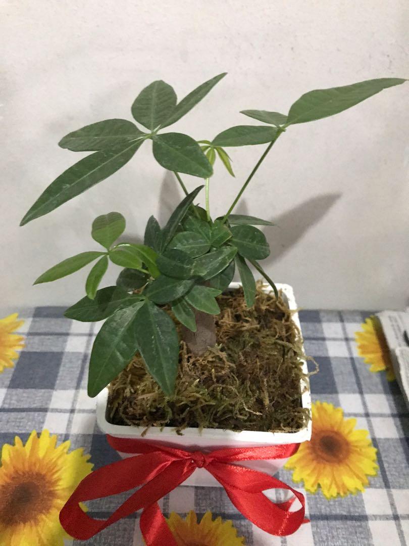 Dwarf money tree, Furniture & Home Living, Gardening, Plants & Seeds on ...