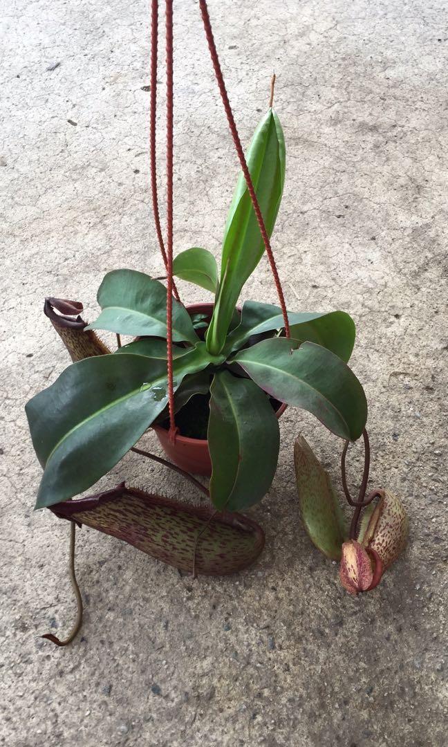 Pitcher plant carnivorous plant nepenthes Miranda hookeriana ventrata ...