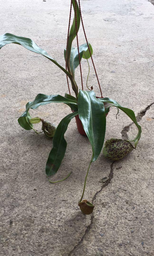 Pitcher plant carnivorous plant nepenthes Miranda hookeriana ventrata ...