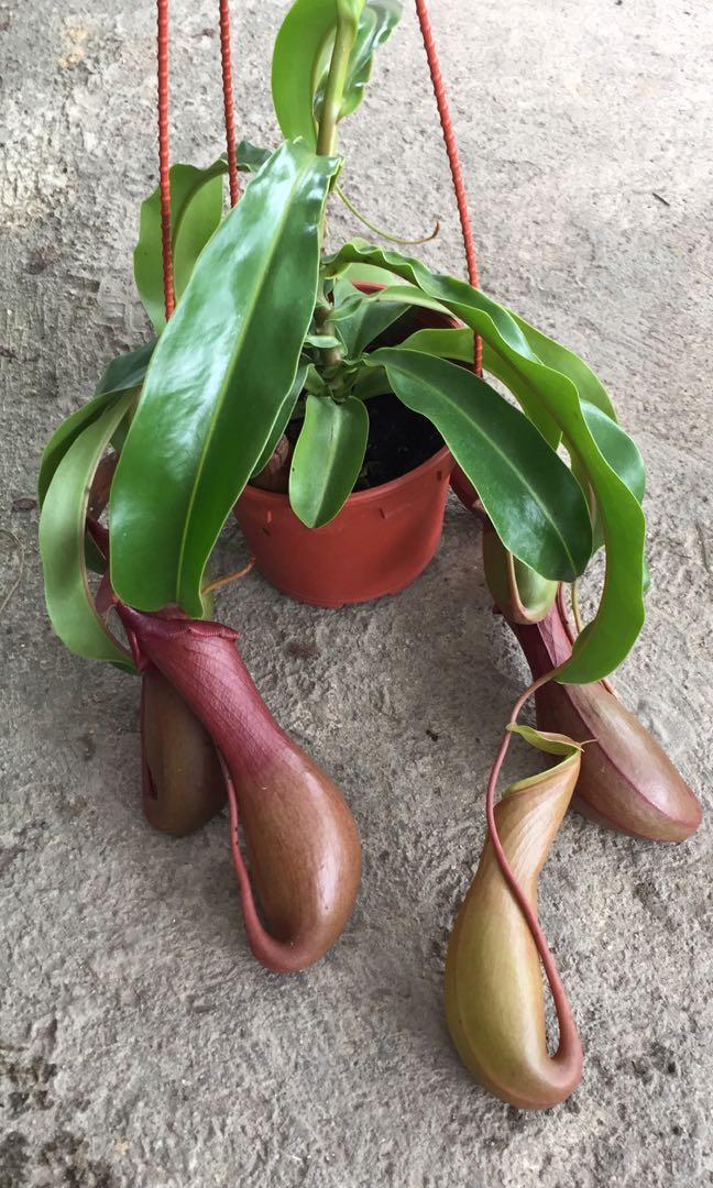 Pitcher plant carnivorous plant nepenthes Miranda hookeriana ventrata ...