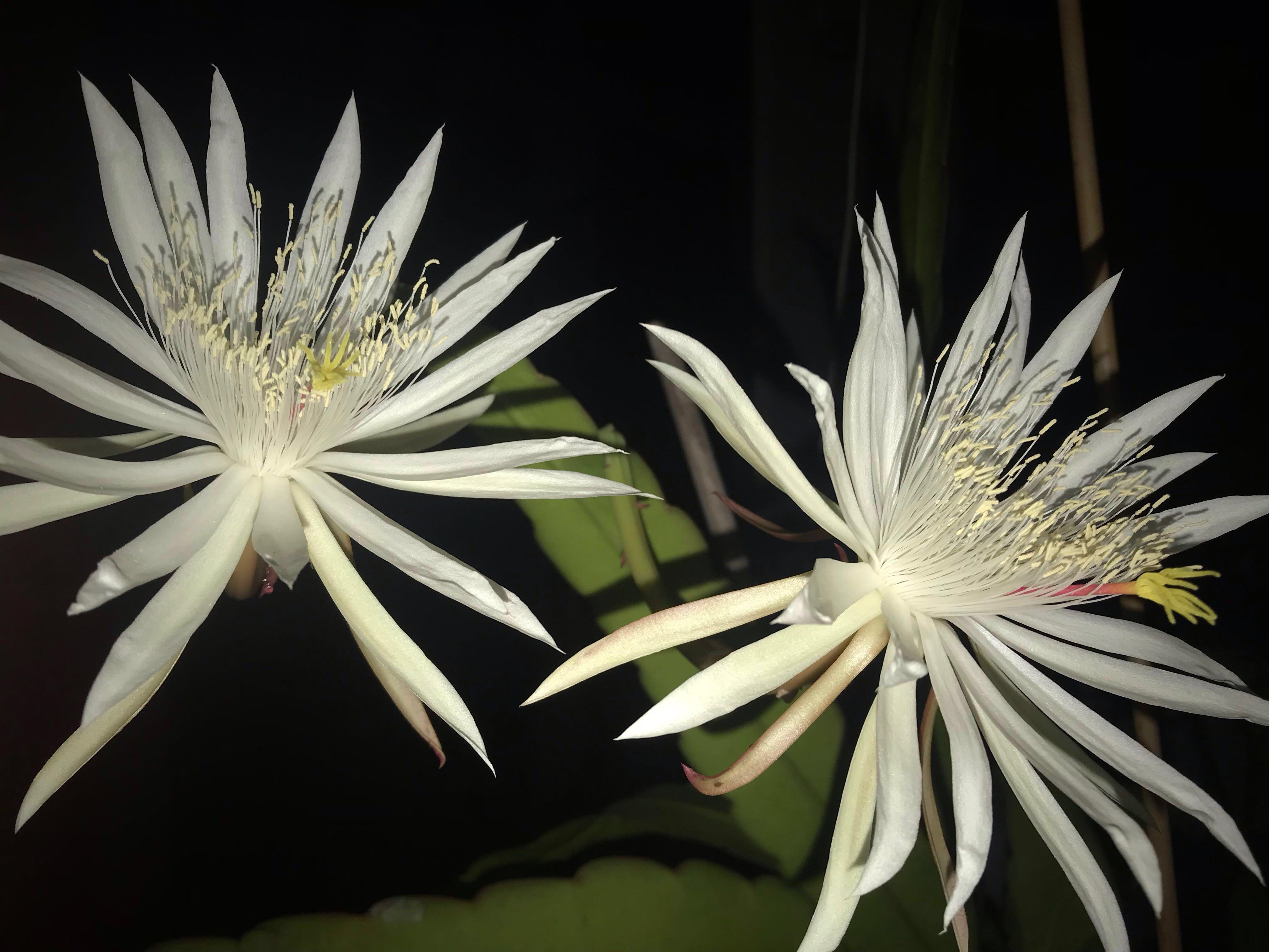 How Much Is Kadupul Flower - Infoupdate.org