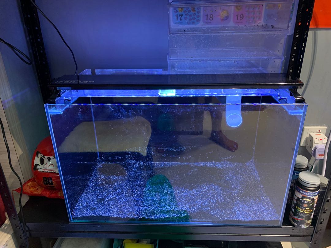 2FT fish tank, Pet Supplies, Homes & Other Pet Accessories on Carousell