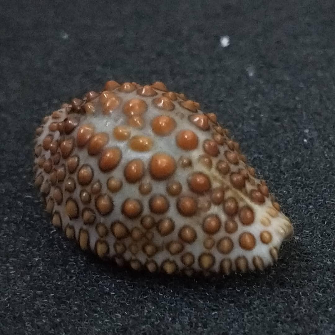 Shell specimen - Jenneria pustulata (21mm) , wonderful nodules!, Women ...
