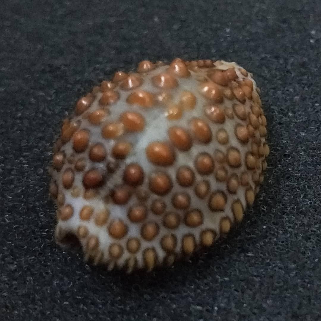 Shell specimen - Jenneria pustulata (21mm) , wonderful nodules!, Women ...