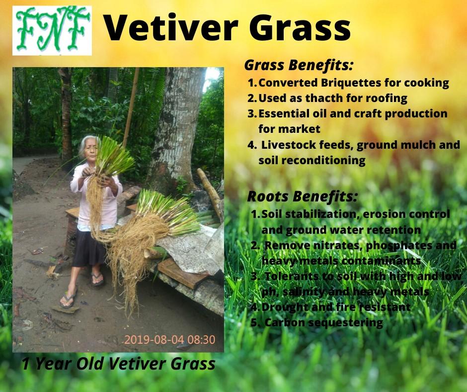 Vetiver Grass for slope protection | Vetiver Grass Vegetation ...