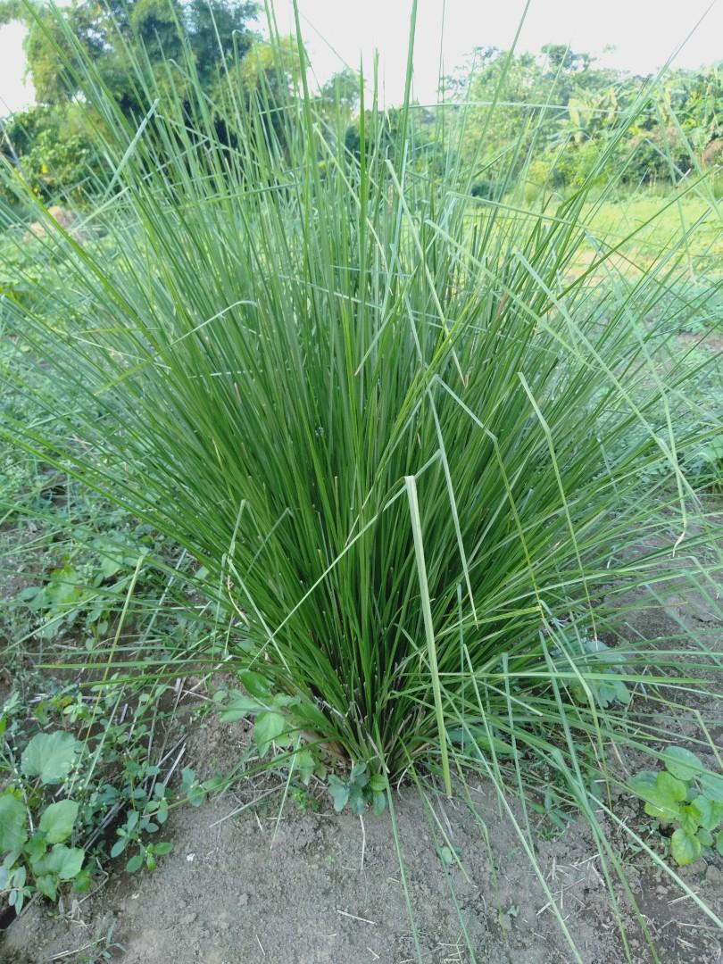 Vetiver Grass for slope protection | Vetiver Grass Vegetation ...