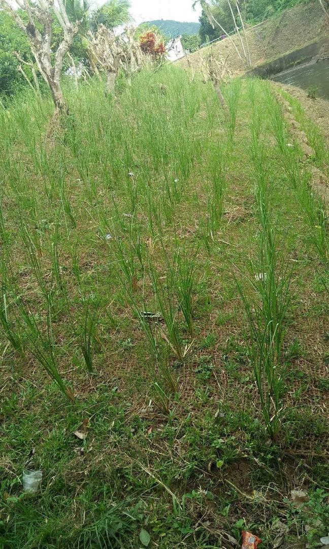 Vetiver Grass for slope protection | Vetiver Grass Vegetation ...