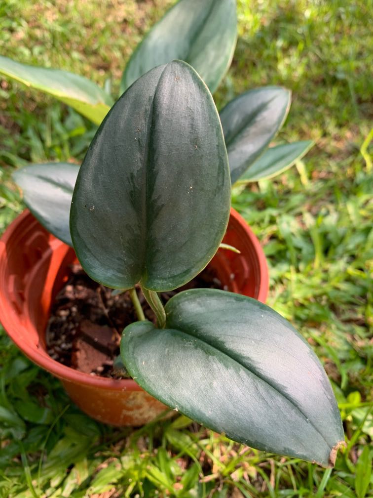 Scindapsus Treubii Moonlight, Furniture & Home Living, Gardening ...