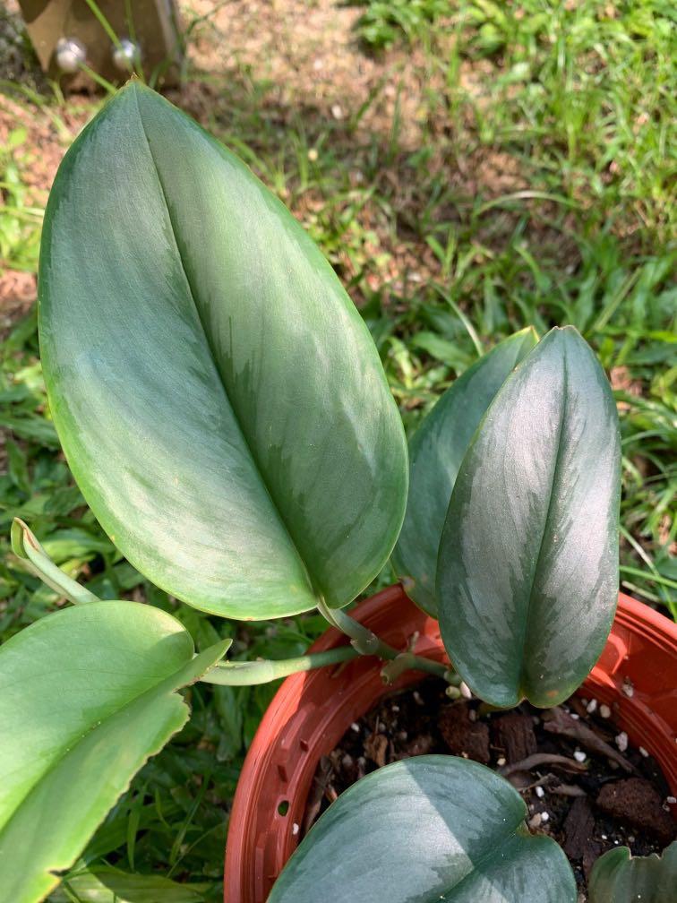 Scindapsus Treubii Moonlight, Furniture & Home Living, Gardening ...