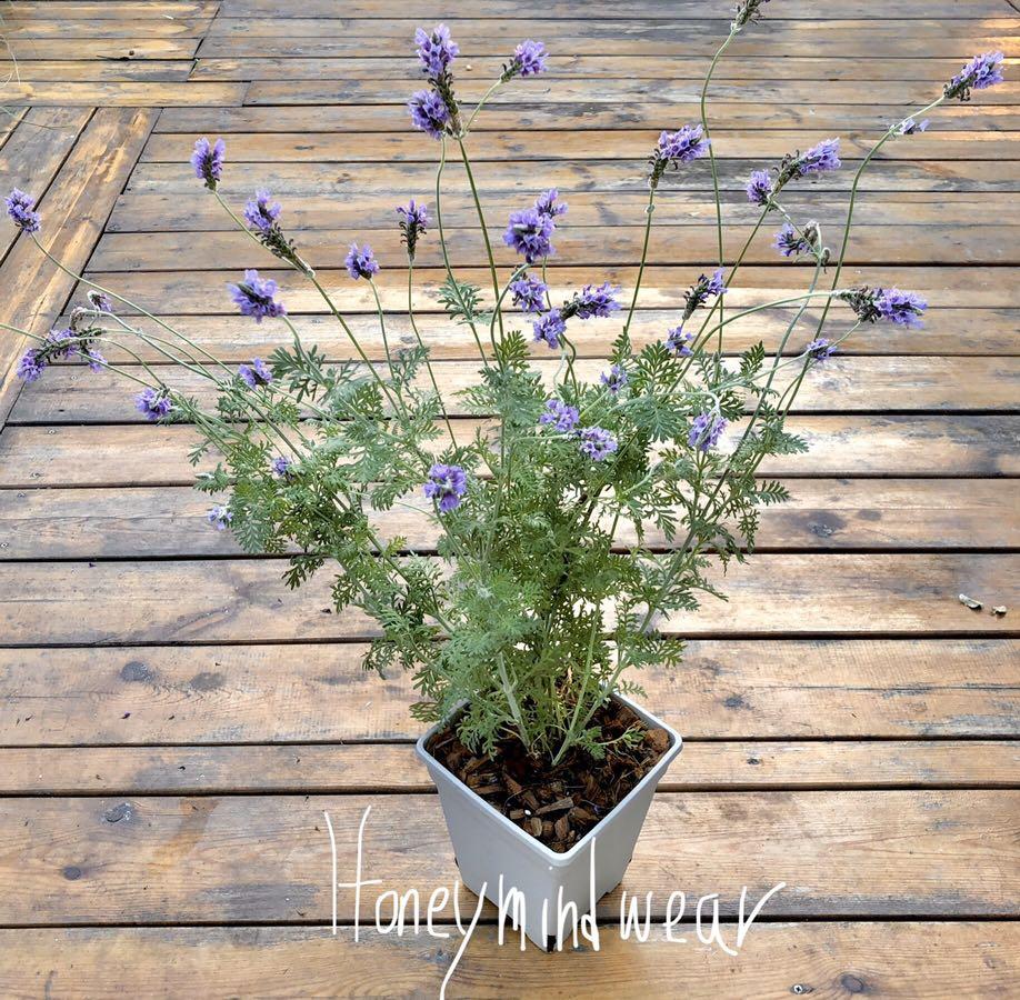 lavandula pinnata薰衣草盆栽 香草 園藝 香港種植 花園 實物相 garden roses 充足底肥 全有機種植 organic 殺菌 防腐 擺盤 易養 plants 插花花材 ...