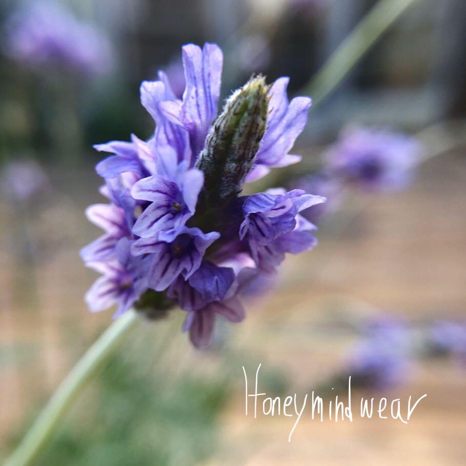 lavandula pinnata薰衣草盆栽 香草 園藝 香港種植 花園 實物相 garden roses 充足底肥 全有機種植 organic 殺菌 防腐 擺盤 易養 plants 插花花材 ...