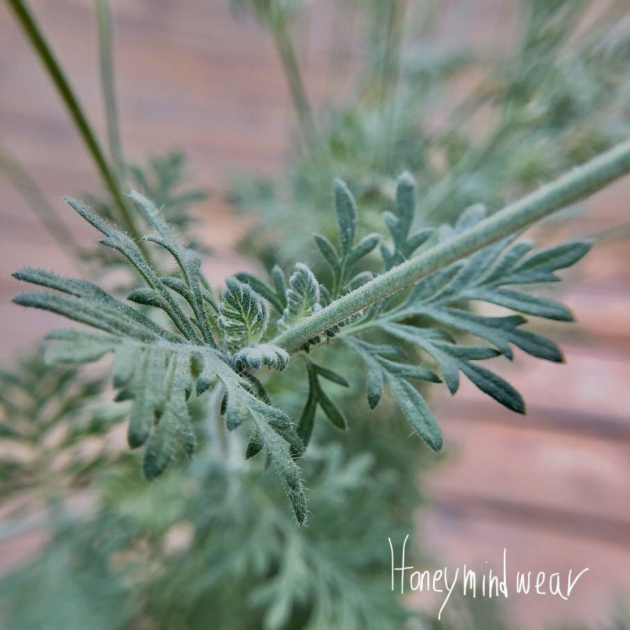 lavandula pinnata薰衣草盆栽 香草 園藝 香港種植 花園 實物相 garden roses 充足底肥 全有機種植 organic 殺菌 防腐 擺盤 易養 plants 插花花材 ...