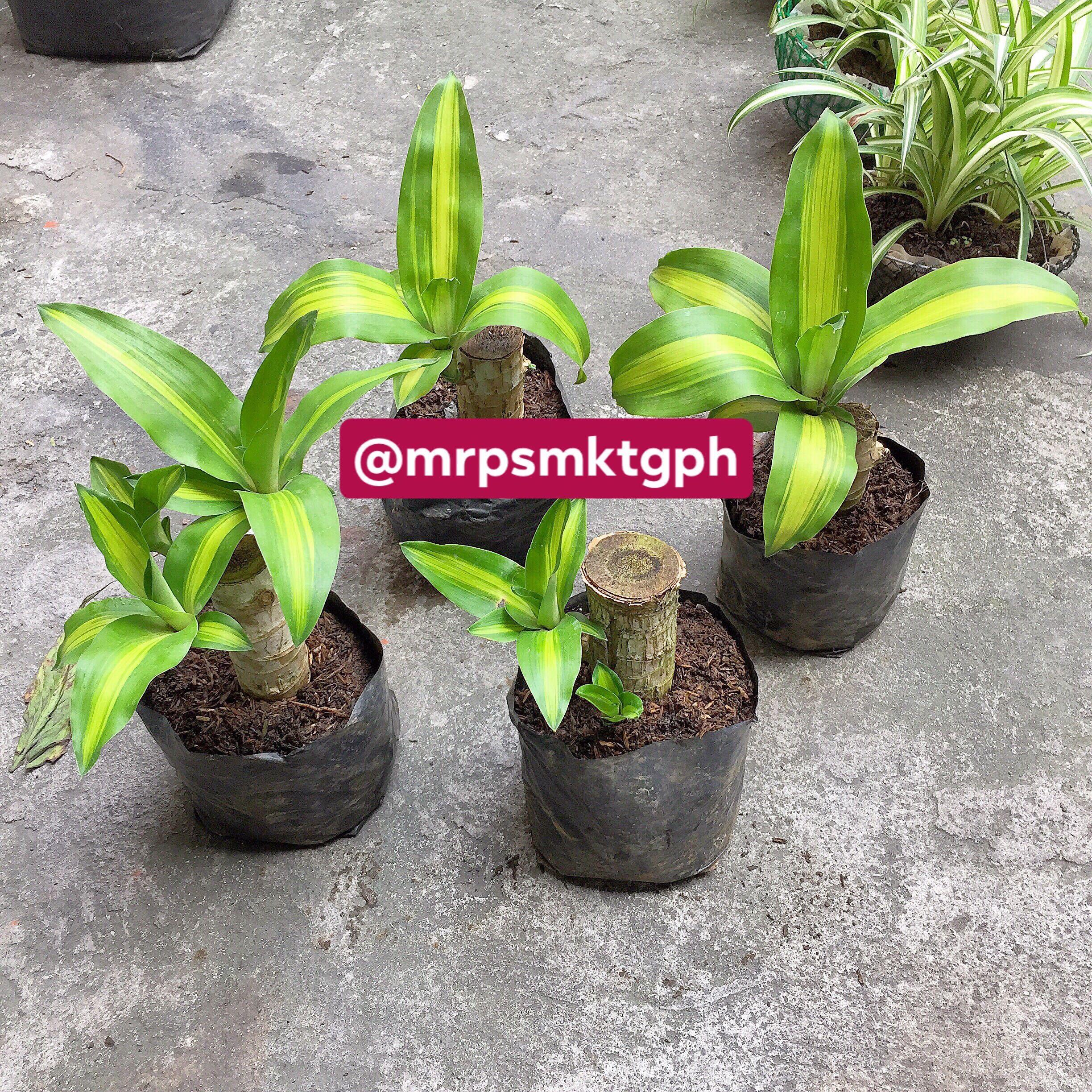 Fortune Plant, Furniture & Home Living, Gardening, Plants & Seeds on ...