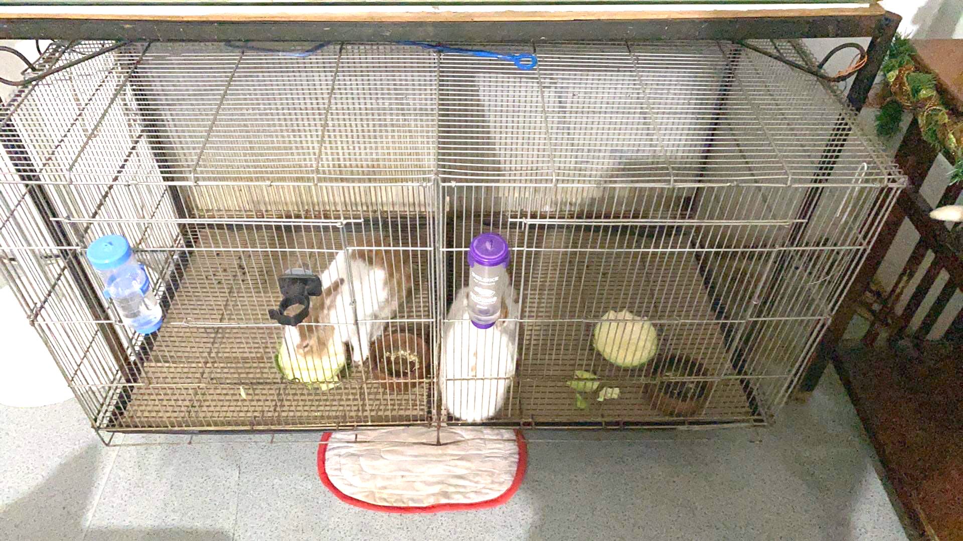 Big Cage for rabbit/birds, Pet Supplies, Homes & Other Pet Accessories ...