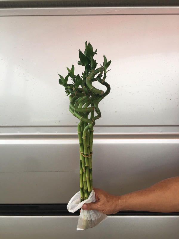 [CNY PREORDER] Lucky bamboo/ Curly Sanderiana Bamboo, Furniture & Home ...