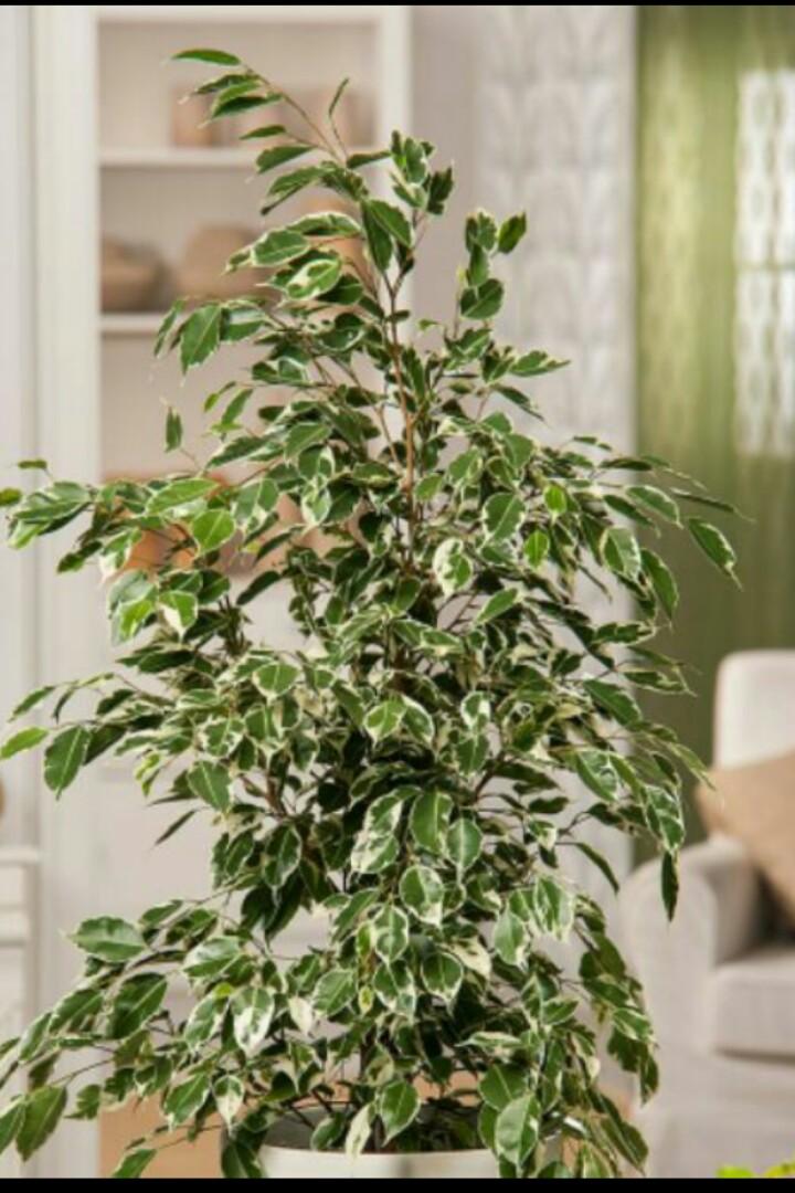 Ficus twilight money tree indoor outdoor plants, Furniture & Home ...