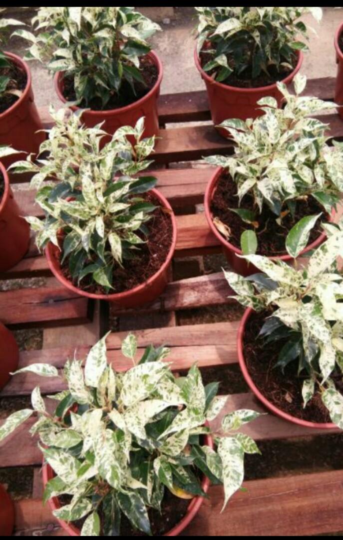 Ficus twilight money tree indoor outdoor plants, Furniture & Home ...