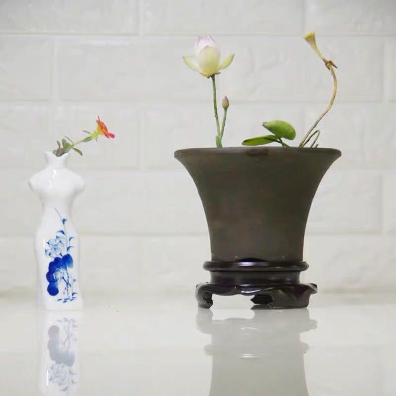 Micro bowl lotus seeds 微型碗莲种子, Furniture & Home Living, Gardening ...