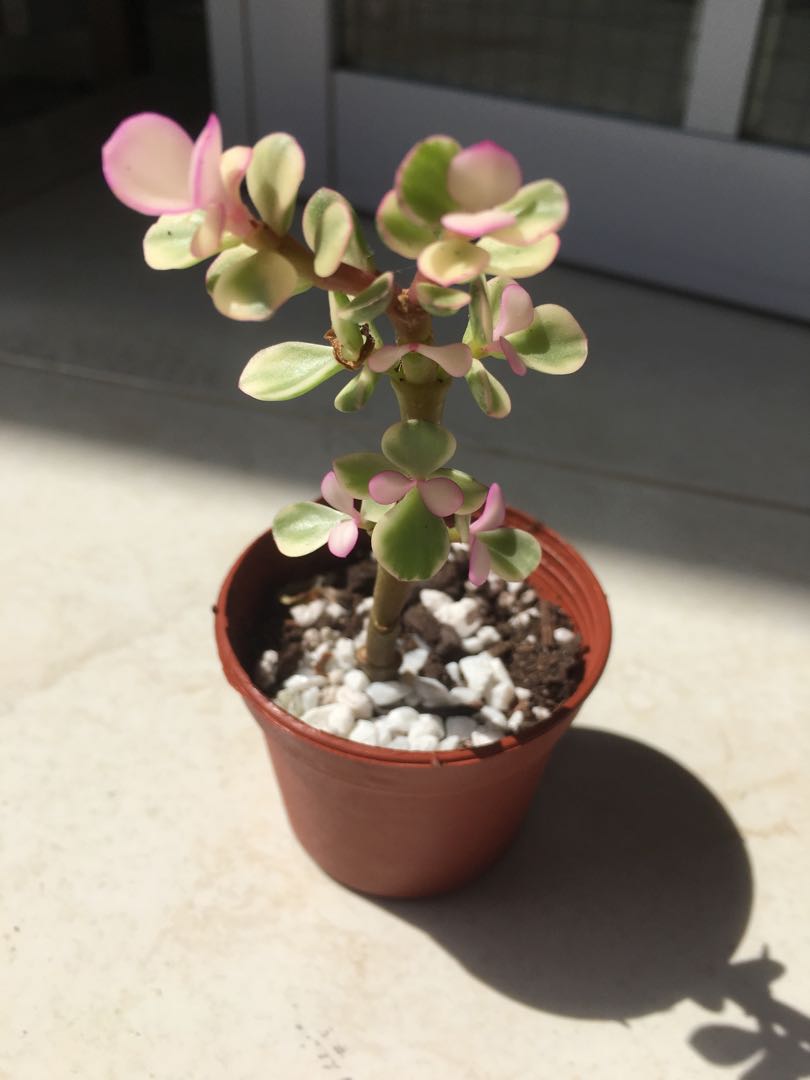 Mini jade plant (pink), Furniture & Home Living, Gardening, Plants ...