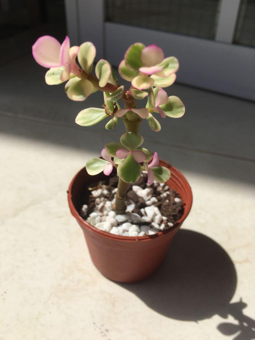 Mini jade plant (pink), Furniture & Home Living, Gardening, Plants ...
