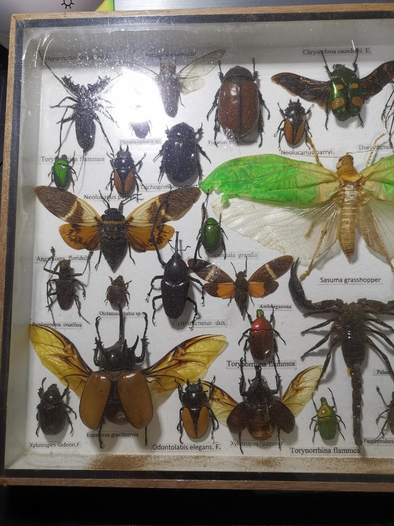 Entomology Insect Frame, Hobbies & Toys, Memorabilia & Collectibles ...